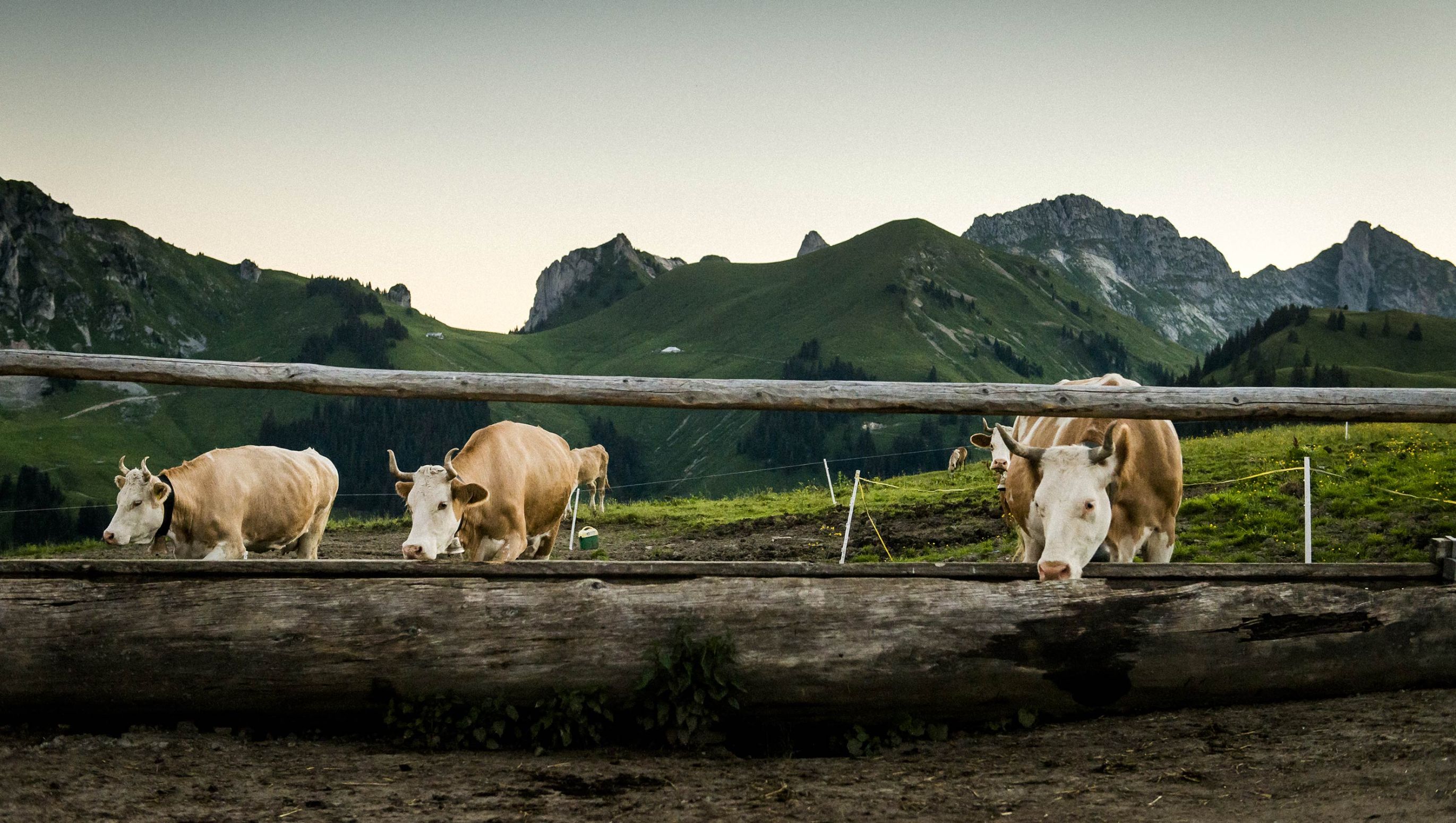 Sustainability and Animal Welfare|Swiss Cheeses