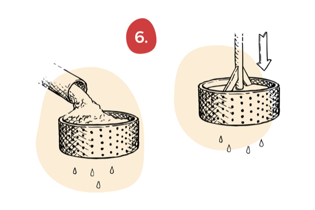 The Swiss Cheese Production |Swiss Cheeses